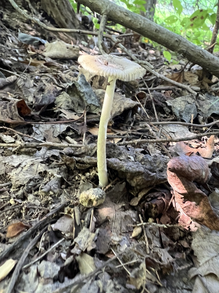 amanita mushrooms in August 2023 by Brian Hunt · iNaturalist