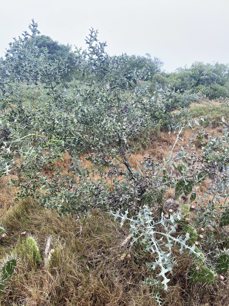 Anchor plant from Laguna Garzón, Maldonado, Maldonado, UY on August 18 ...