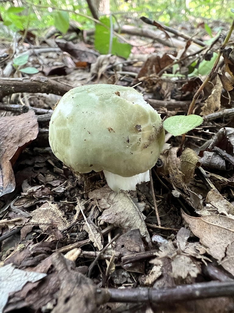 Blue-green Cracking Russula in August 2023 by Brian Hunt · iNaturalist