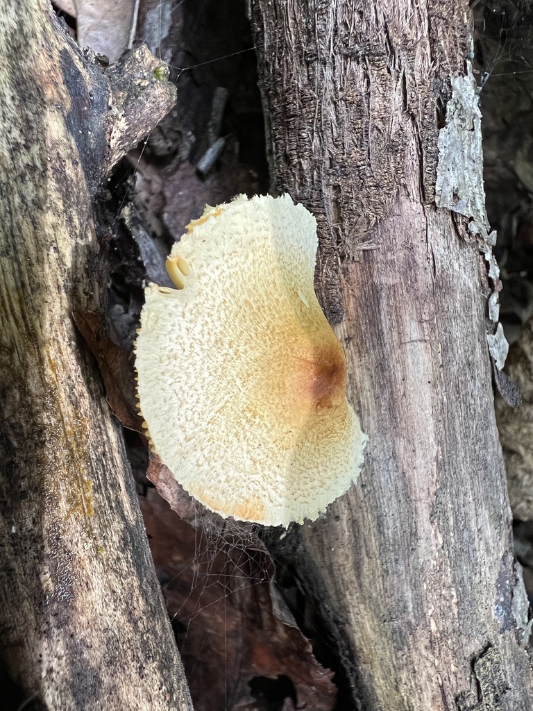 Stinking Dapperling in August 2023 by Brian Hunt. Spore print · iNaturalist