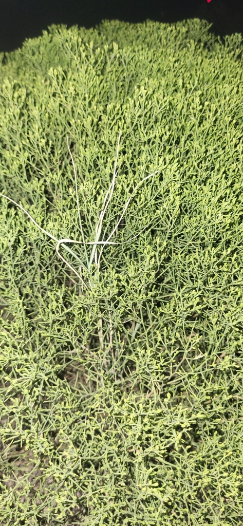 sticky snakeweed from Eunice, NM 88231, USA on August 11, 2023 at 10:02 ...