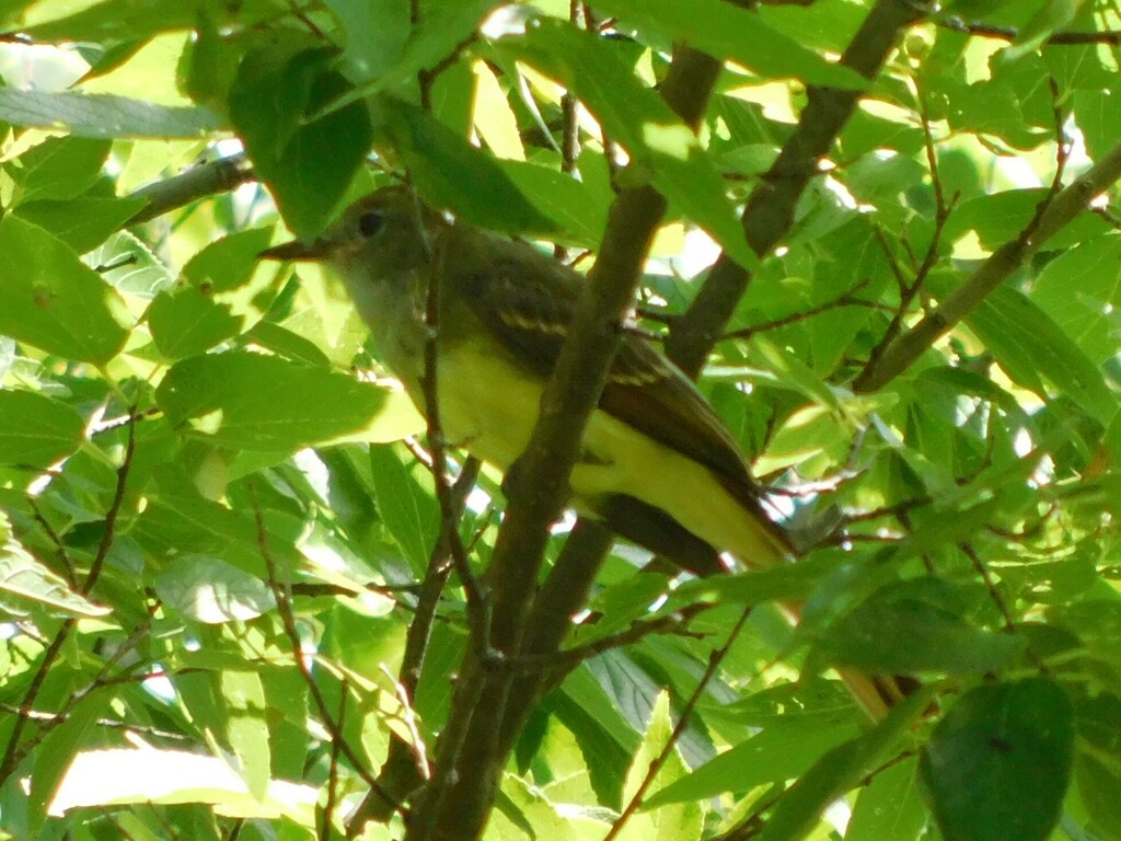 Great Crested Flycatcher from Wichita, KS, USA on August 15, 2023 at 01 ...