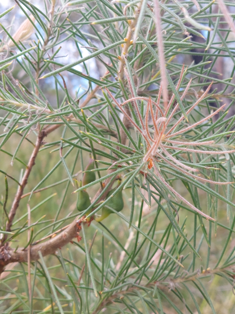 Pincushion trees from Berowra Heights NSW 2082, Australia on August 19 ...
