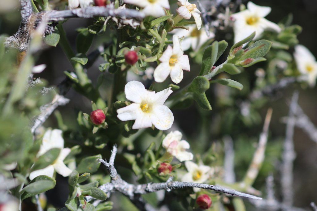 Spiny Menodora from Nye County, NV, USA on April 2, 2017 at 10:42 AM by ...