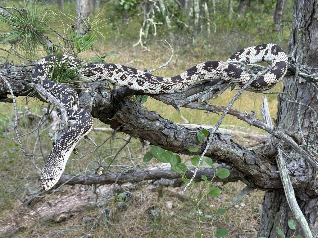 Northern Pine Snake in August 2023 by bobzappalorti · iNaturalist