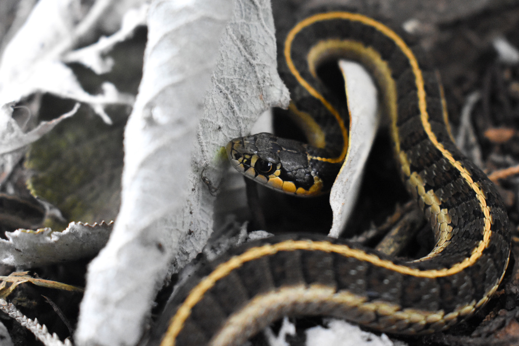 Longtail Alpine Garter Snake from Zacatlán, Pue., MX on August 5, 2023 ...