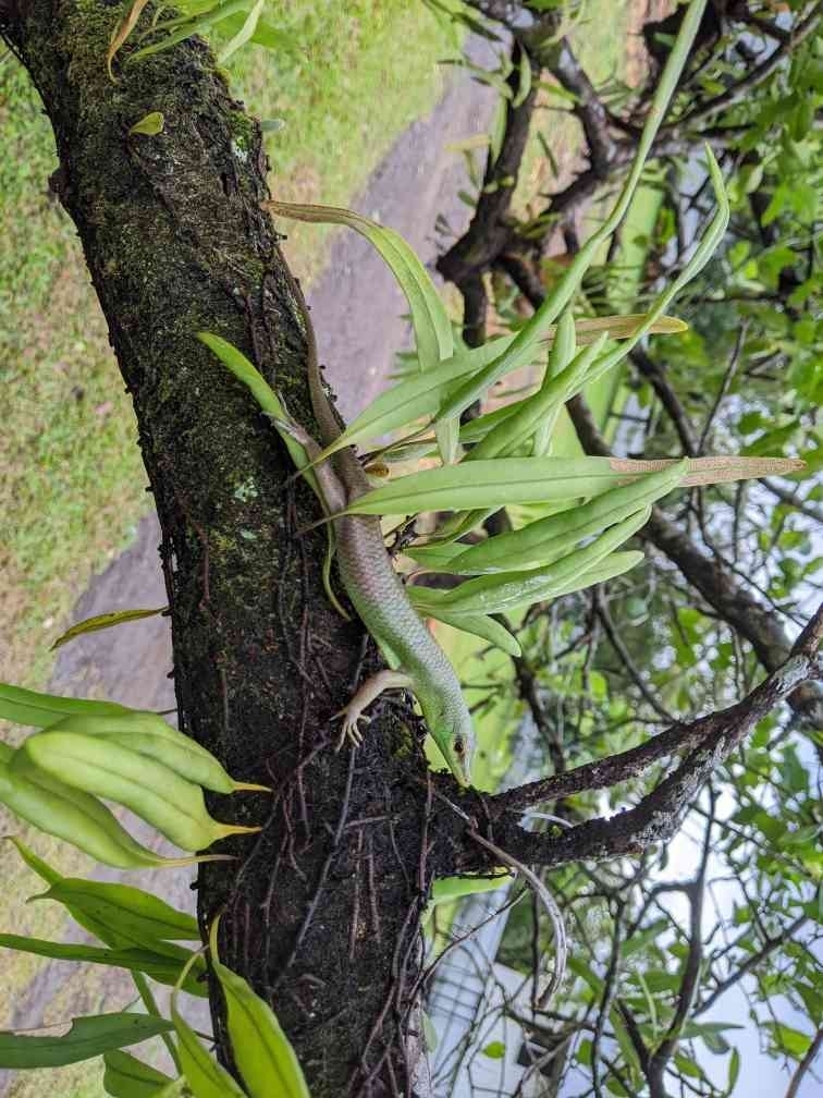 Emerald Tree Skink from Hoskins Rural LLG, Papua New Guinea on August ...