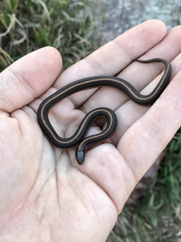 Lined Snake in August 2023 by Mathew Zappa · iNaturalist