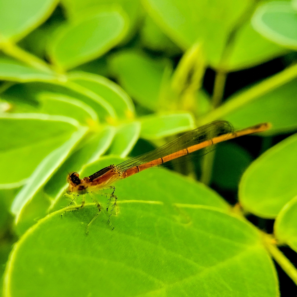 Narrow-winged Damselflies from Hipparga tourist tour point on August 19 ...