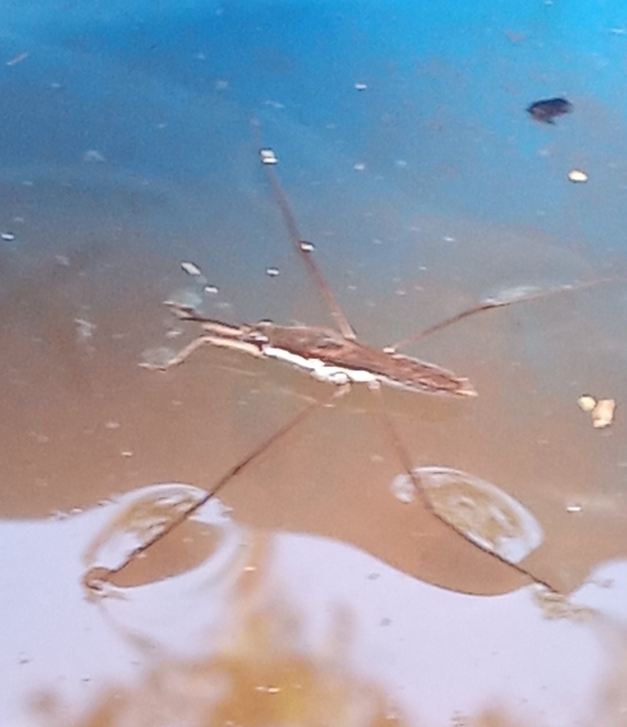 Common Water Strider from Whitney, TX 76692, USA on August 13, 2023 at ...
