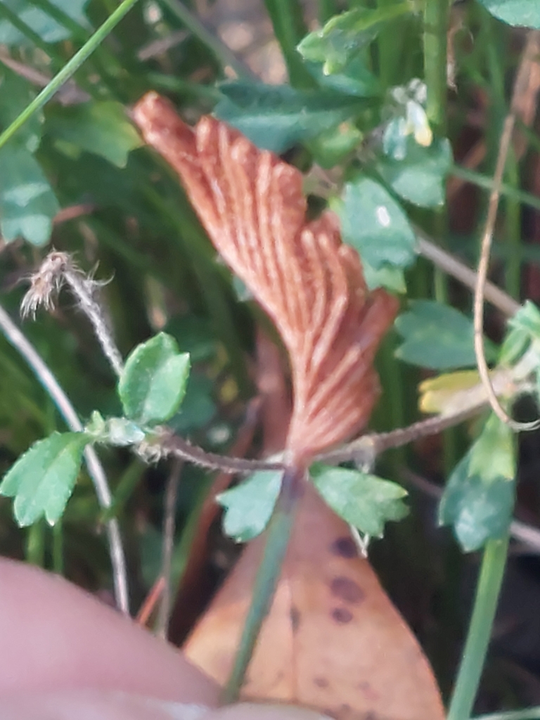 Forked Comb Fern from Berowra Heights NSW 2082, Australia on August 19 ...