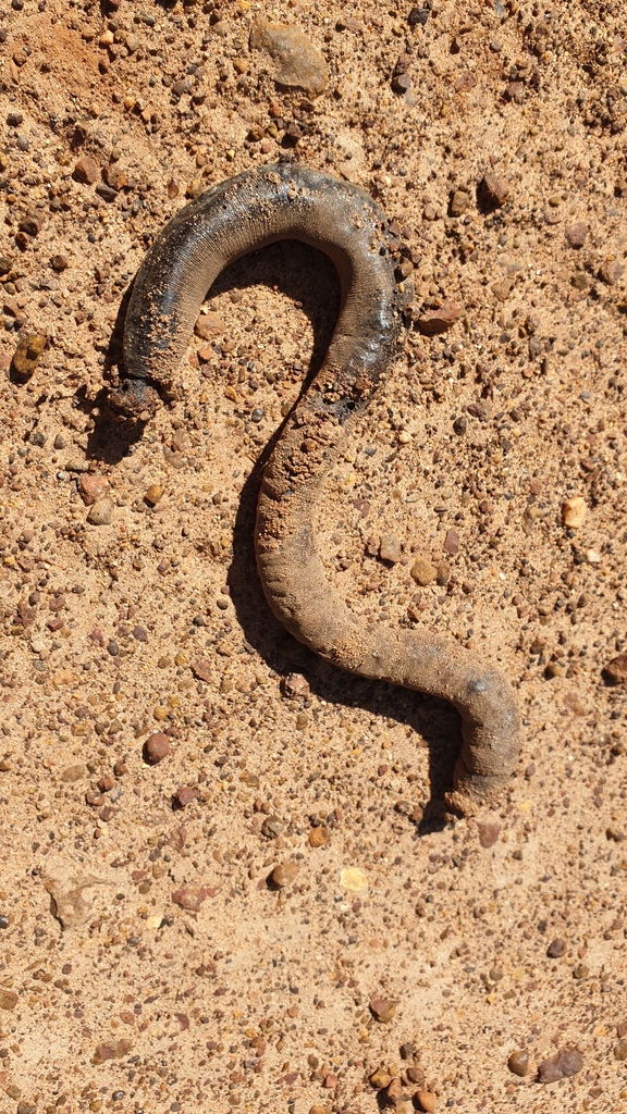 Megascolides from Boonooroo Plains QLD 4650, Australia on August 17 ...