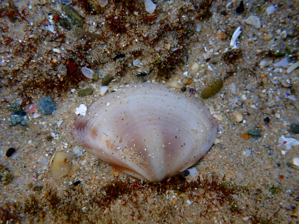 Reddish Trough Shell from Emerald Beach NSW, Australia on August 18 ...