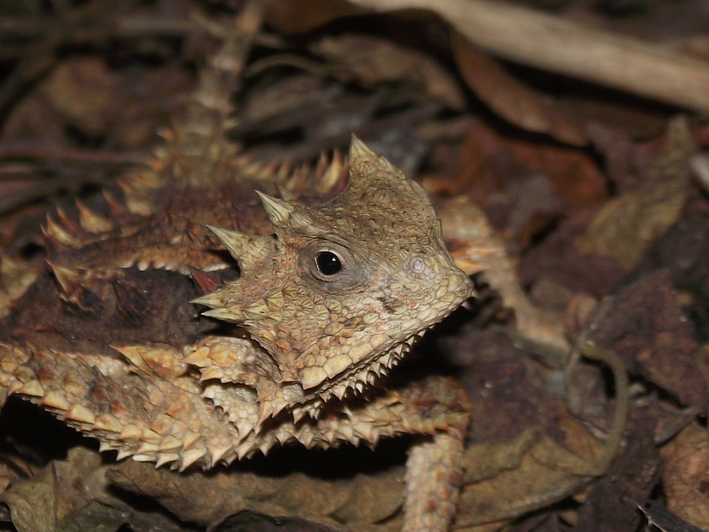 Giant Horned Lizard from La Huerta, Jal., México on October 16, 2016 at ...