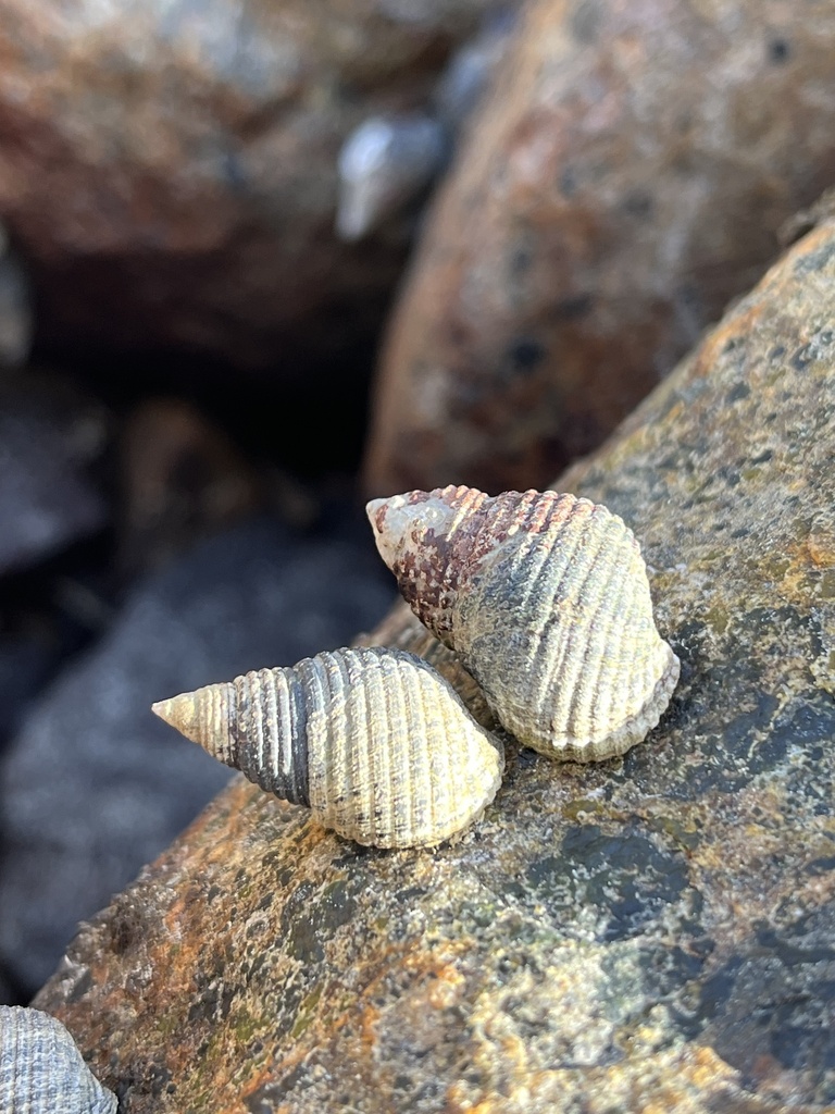 Tropical Periwinkle from Trinity Bay, Port Douglas, QLD, AU on August ...