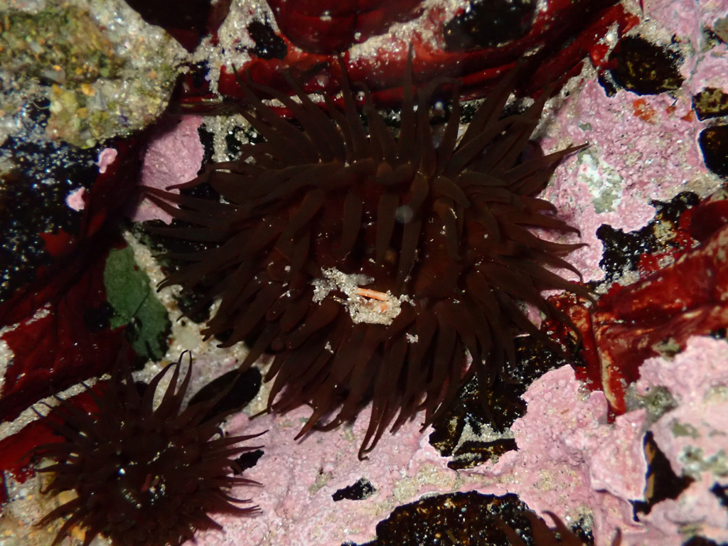 Green snakelock anemone from Emerald Beach NSW, Australia on August 18 ...