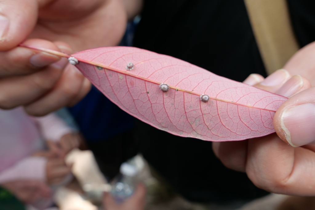 Fig Wax Scale from 新加坡东陵 on August 14, 2022 at 11:57 AM by ritaya ...