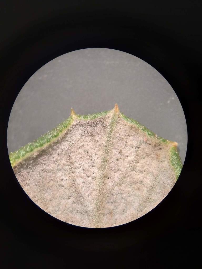 Torrey's Hybrid Oak (Quercus × acutidens) - Botanical Realm