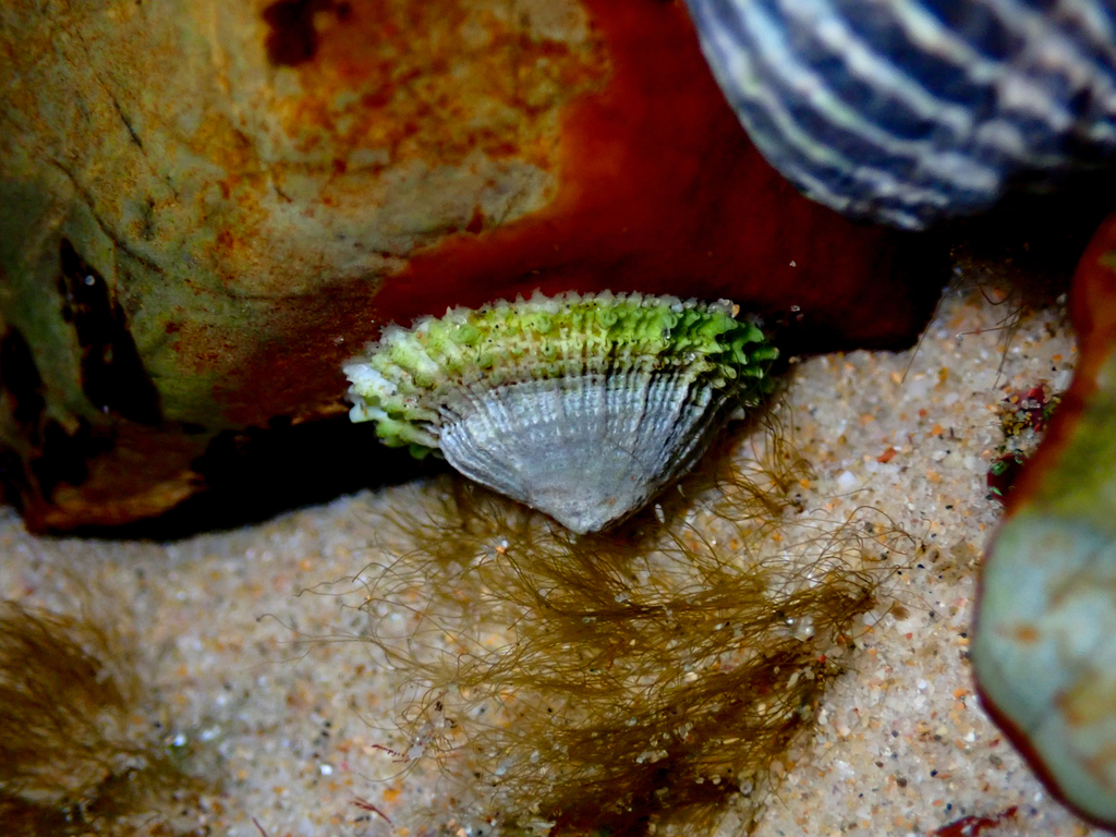 Cap-shaped False Limpet from Emerald Beach NSW, Australia on August 19 ...