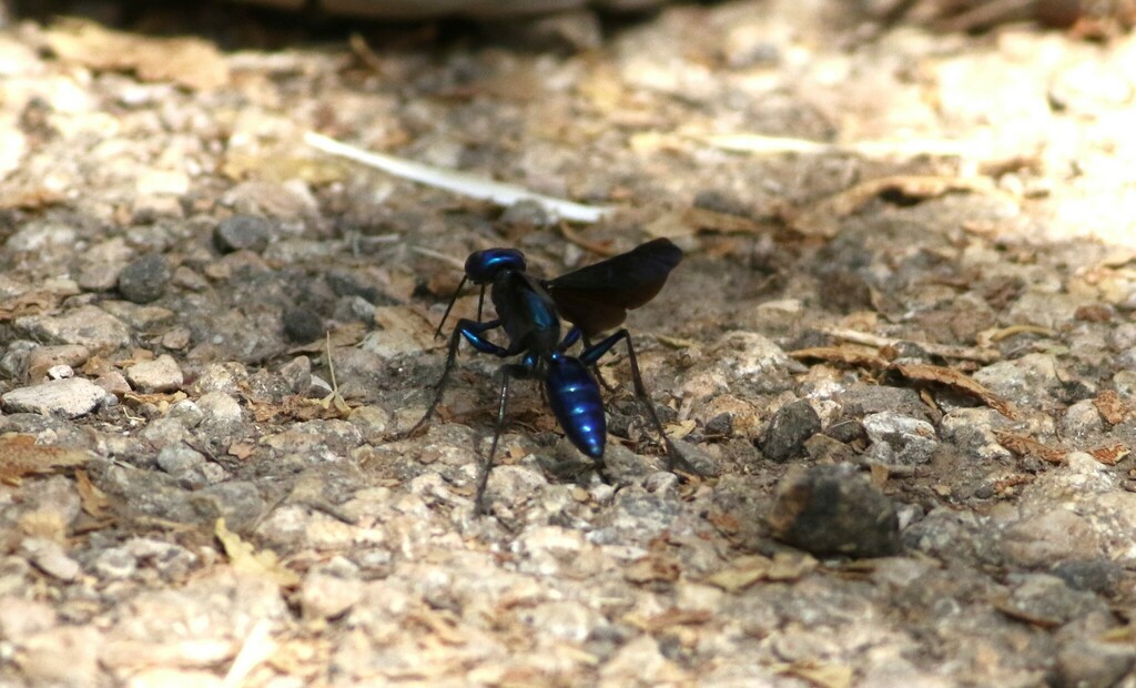 Steel-blue Cricket-hunter Wasp from Midland County, TX, USA on August ...