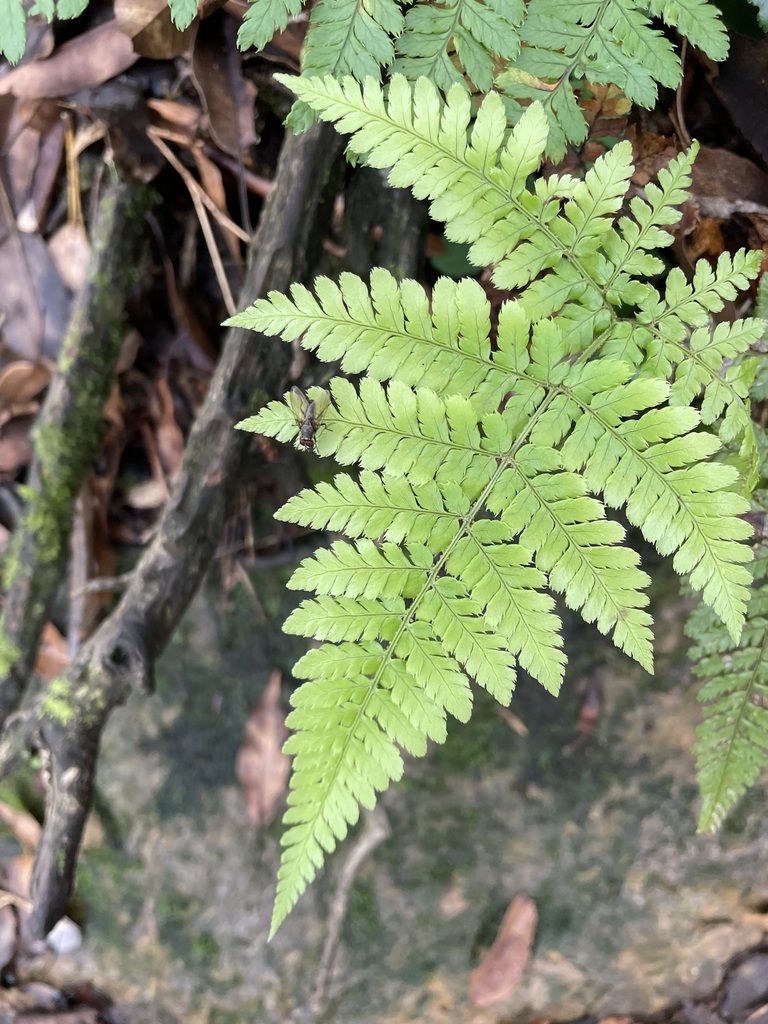 Dryopteris formosana from 台灣苗栗縣 on July 20, 2023 at 11:17 AM by ...