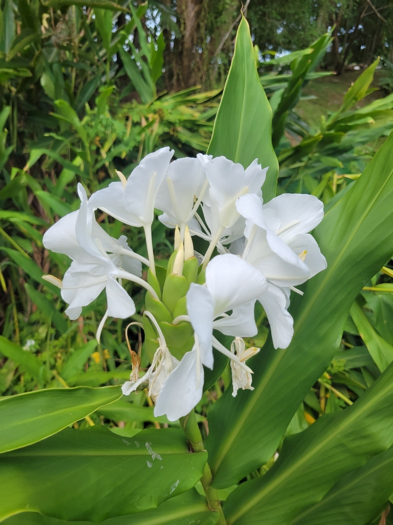 White ginger from Yilan, TW-TA, TW on August 19, 2023 at 02:48 PM by ...