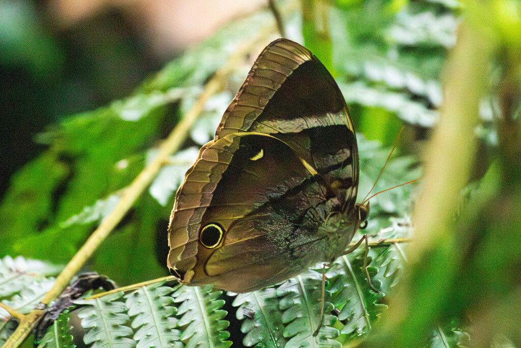 Malayan Jungle Glory from Kerinci Regency, Jambi, Indonesia on August 4 ...