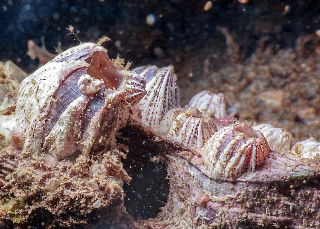 Megabalanus occator from Point Murat, Exmouth, WA, Australia on May 31 ...