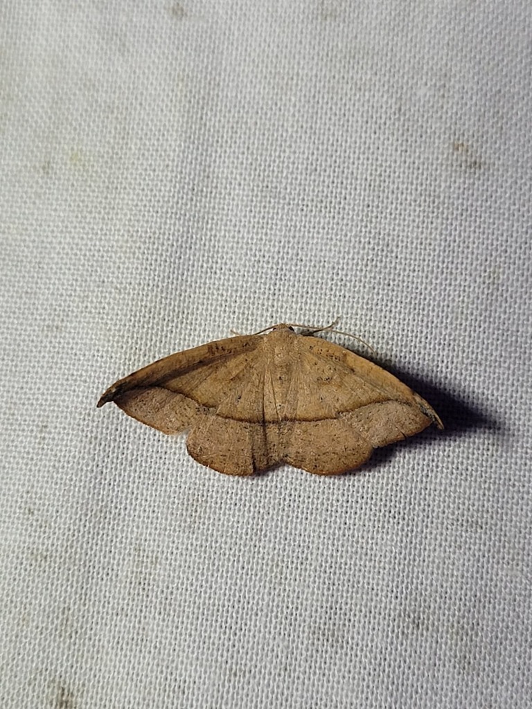 Juniper Geometer Moth in July 2023 by orange_nc. ecoEXPLORE Username ...