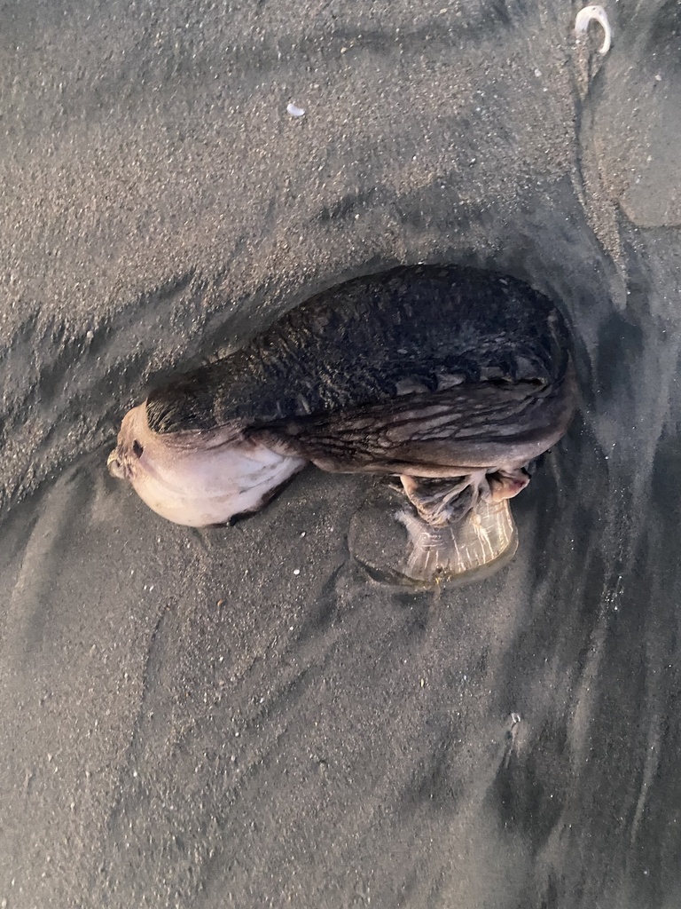 Animals from Belmont Shore Beach, Long Beach, CA, US on August 18, 2023 ...