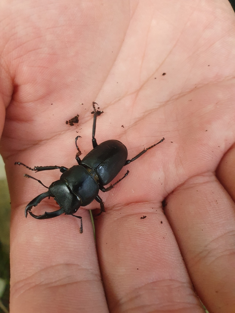 Dorcus rectus rectus from 대한민국 경기도 포천시 on August 19, 2023 at 04:18 PM ...