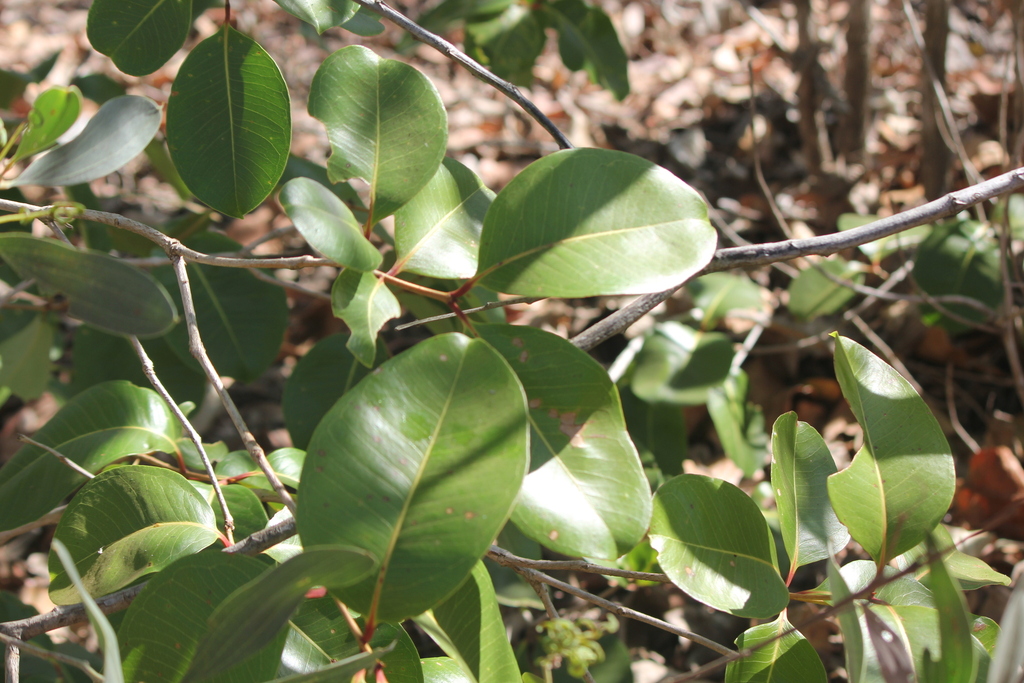 red bush apple from Lee Point-Leanyer Swamp, Northern Territory ...