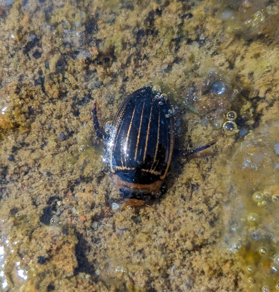 Hydaticus aruspex from Multnomah County, OR, USA on August 18, 2023 at ...