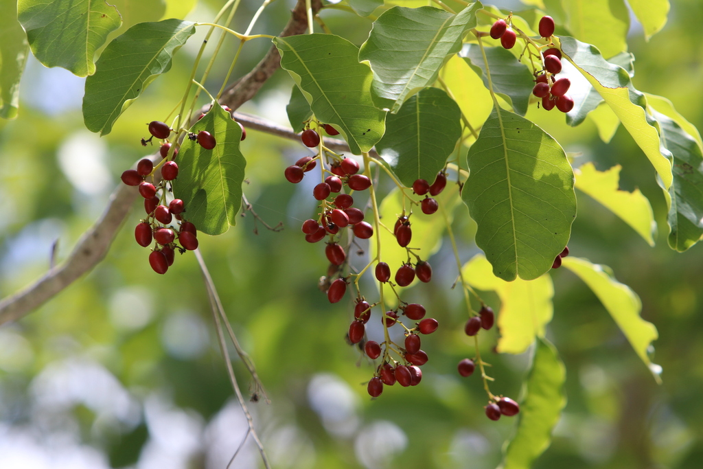 Black Poisonwood from Cozumel, Quintana Roo, Mexico on August 3, 2023 ...