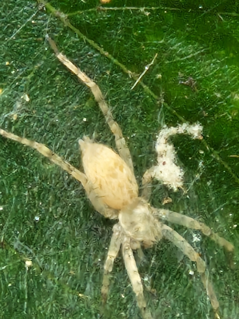 Anyphaena numida from Battersea Park, London SW11 4NJ, UK on August 18 ...