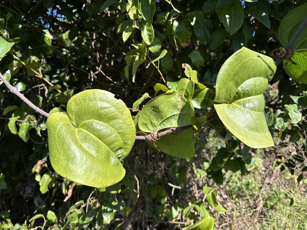Austral Sarsaparilla from Harrington Beach State Park, Crowdy Head, NSW, AU on August 19, 2023 ...