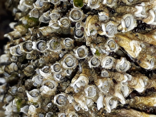 Galeolaria gemineoa · iNaturalist