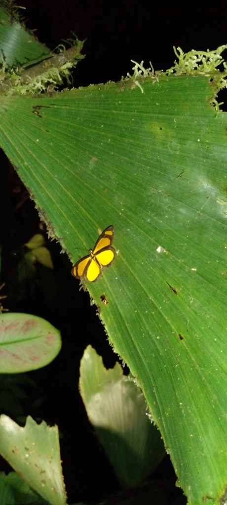 Cabirus procas from Pastaza, EC-PA, EC on August 19, 2023 at 12:43 AM ...
