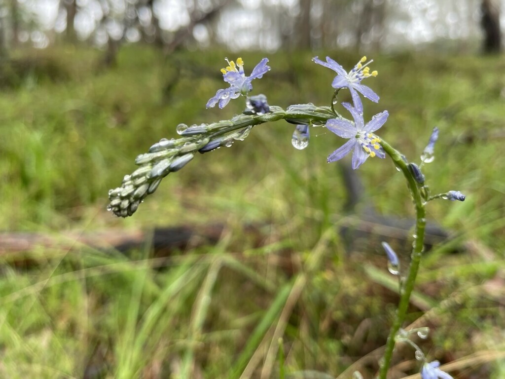 blue grass lily in August 2023 by philip-roetman · iNaturalist