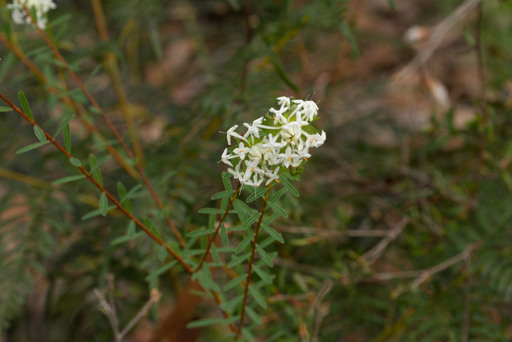 Queen of the Bush from Girraween QLD 4382, Australia on October 8, 2022 ...