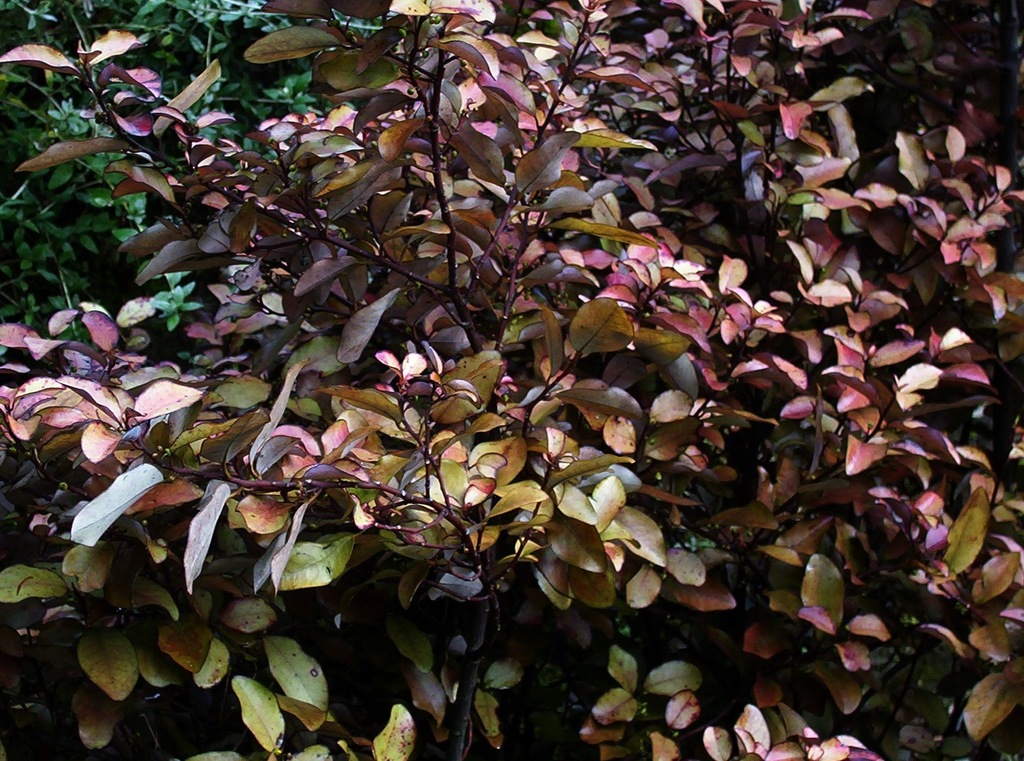 NZ Mountain Horopito (100 Wild Things NZ) · iNaturalist