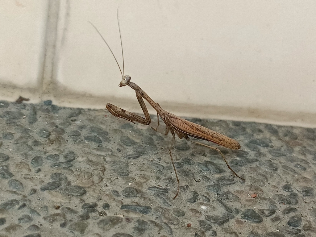 Asian Jumping Mantis from 中油加盟 長馨站 on August 19, 2023 at 04:26 PM by ...