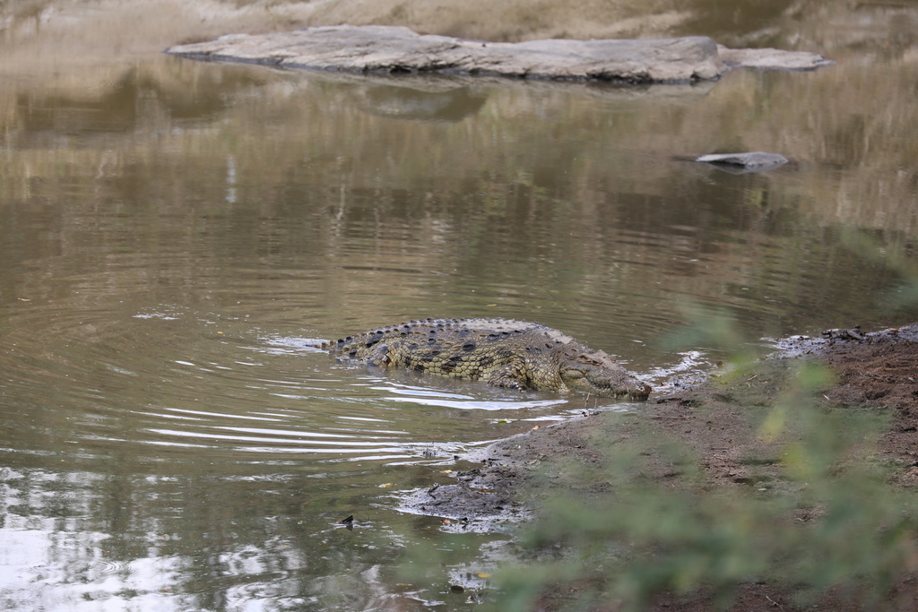 Nile Crocodile from Mara, 肯尼亚 on August 11, 2023 at 05:36 PM by ...
