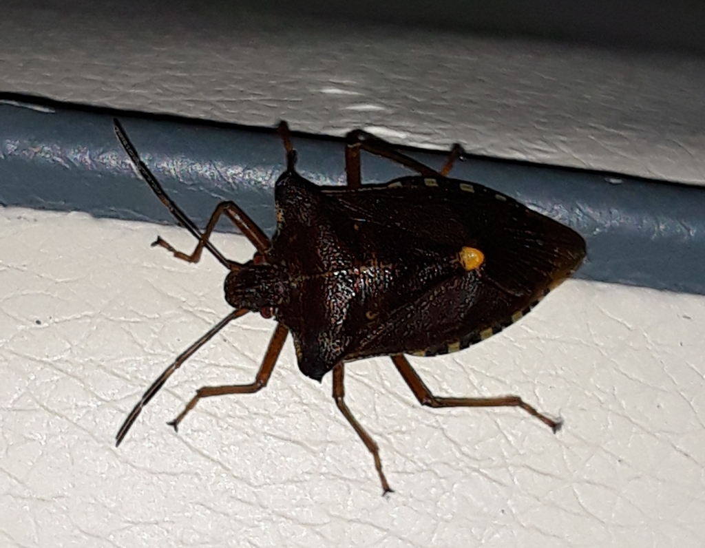 Forest Bug from longwy on August 18, 2023 at 11:41 PM by Karim Haddad ...