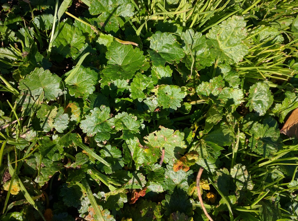 Carolina Bristlemallow from Sydney NSW, Australia on August 17, 2016 at ...