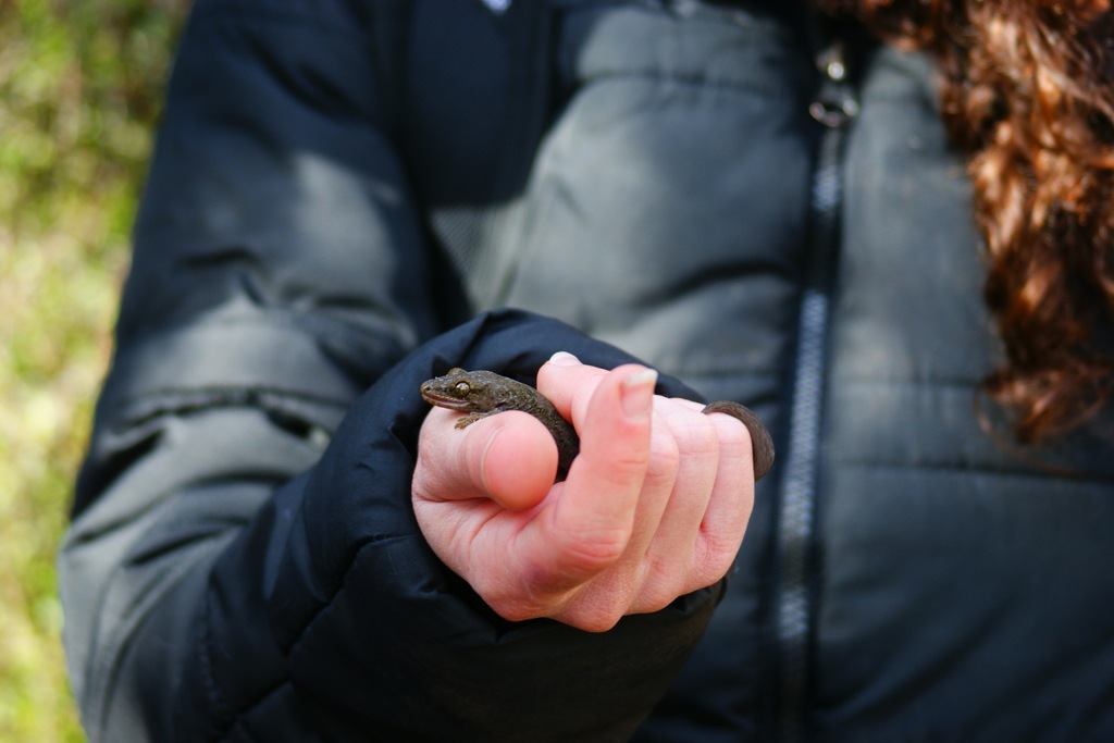 Waitaha Gecko in July 2015 by joooom · iNaturalist