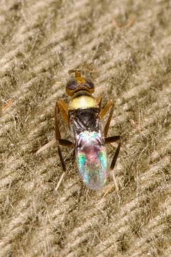 Isodromus puncticeps · iNaturalist