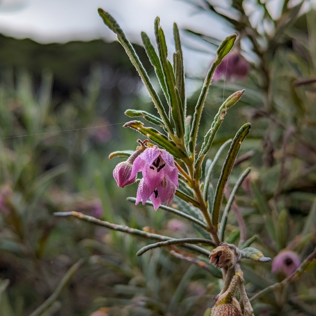 (Guichenotia ledifolia) - Botanical Realm