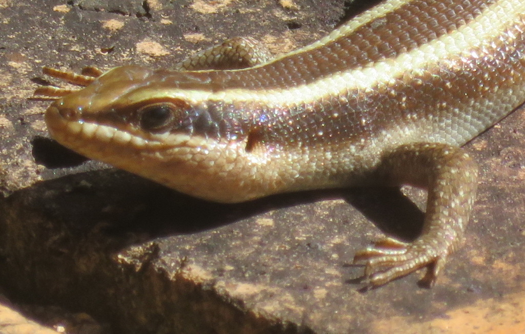African Striped Skink from Kruger Park Lodge, Ehlanzeni, Mpumalanga ...