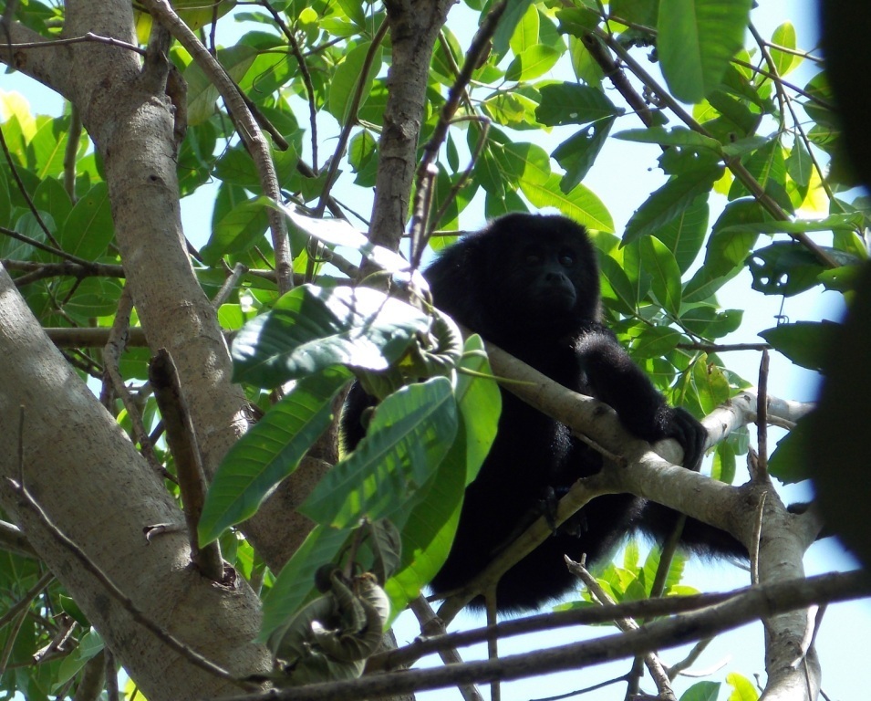 Yucatán Black Howler Monkey in May 2013 by Alison Copeland · iNaturalist